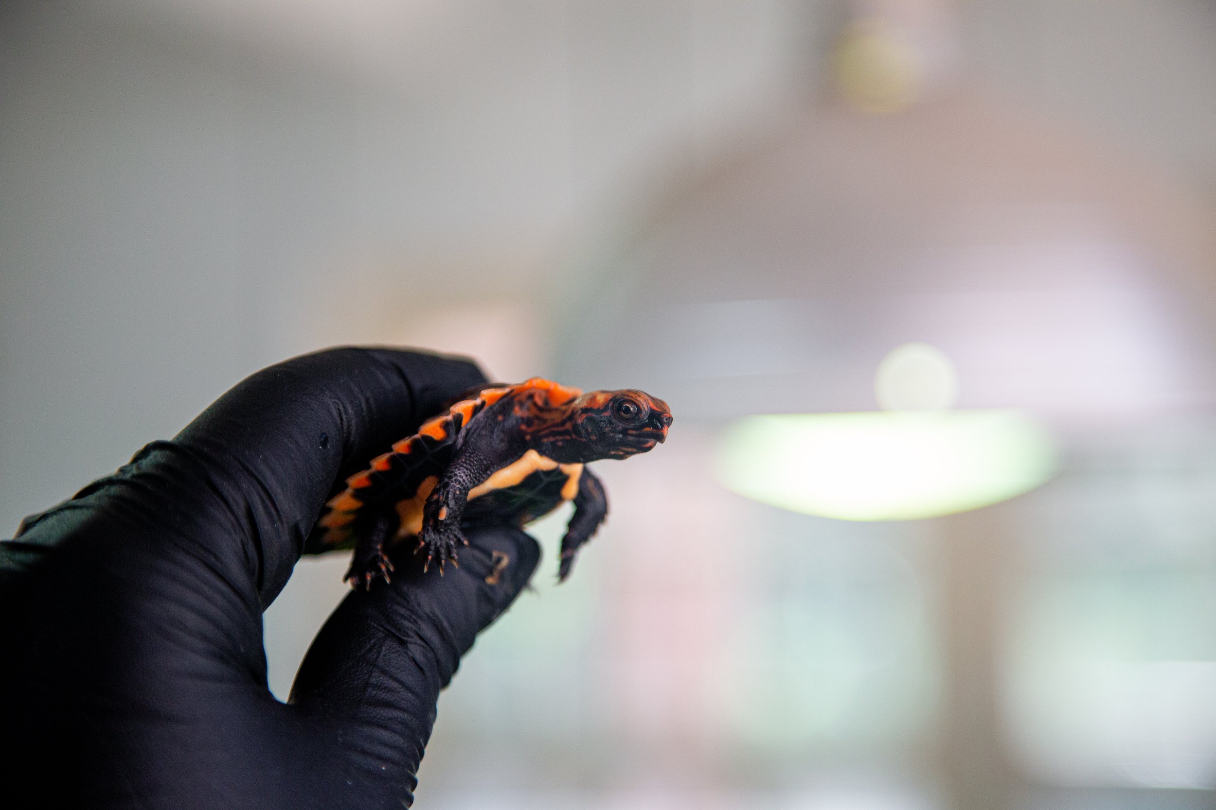 Turtle Conservancy — Programs