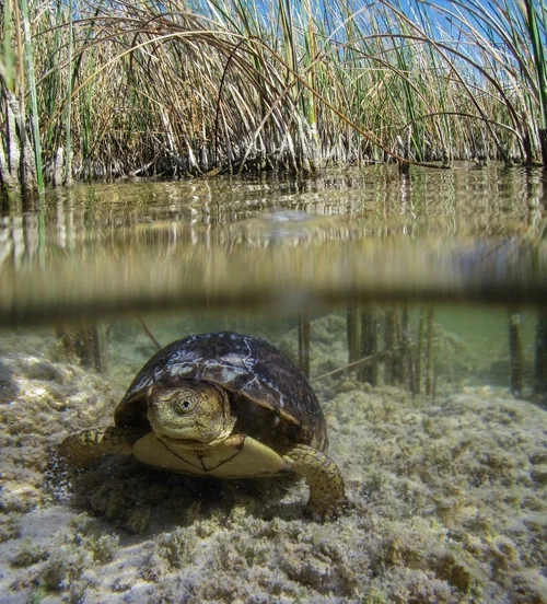 Turtle Conservancy