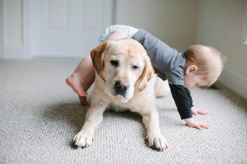 How Dogs Help Kids In Learning