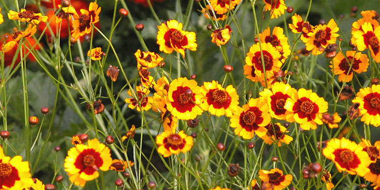 10 of The Most Stunning Nebraska Wildflowers — Send flowers in Omaha ...