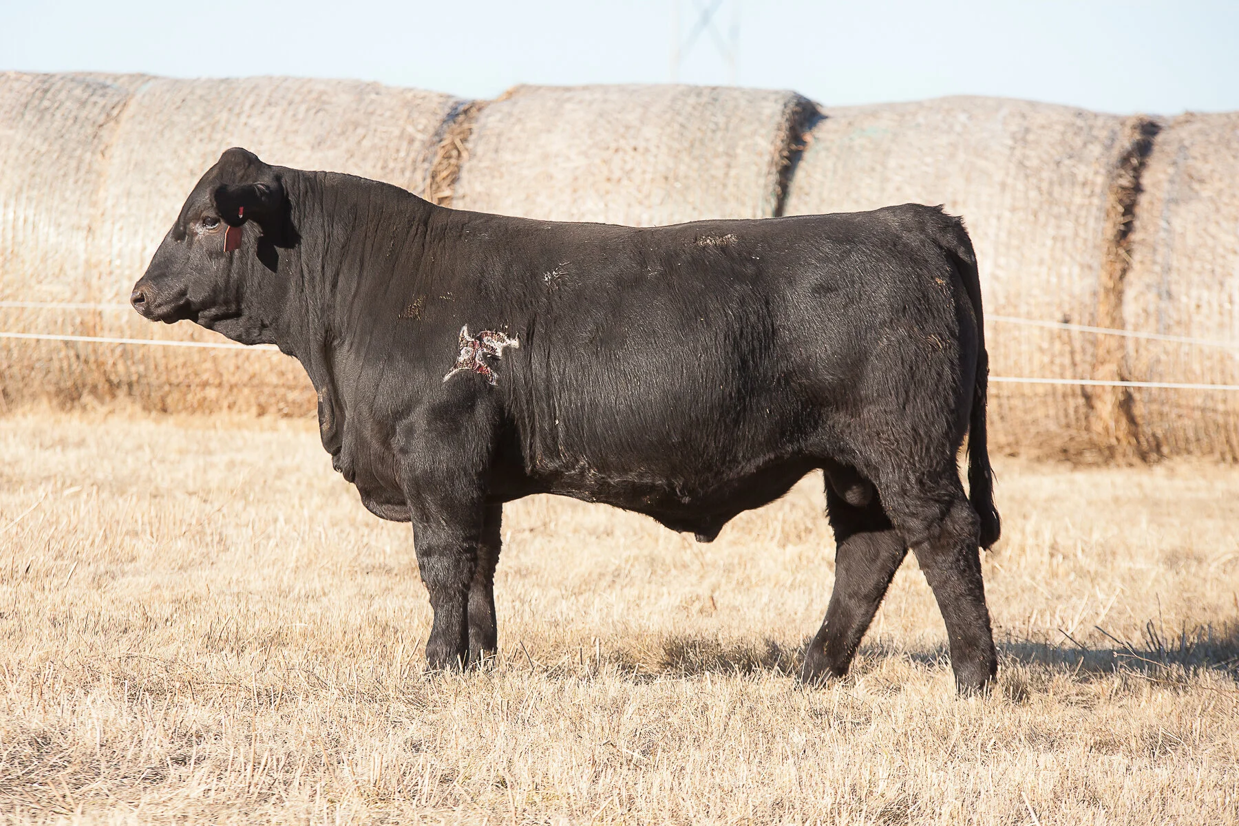 bulls — Hofmann Simmental Farms