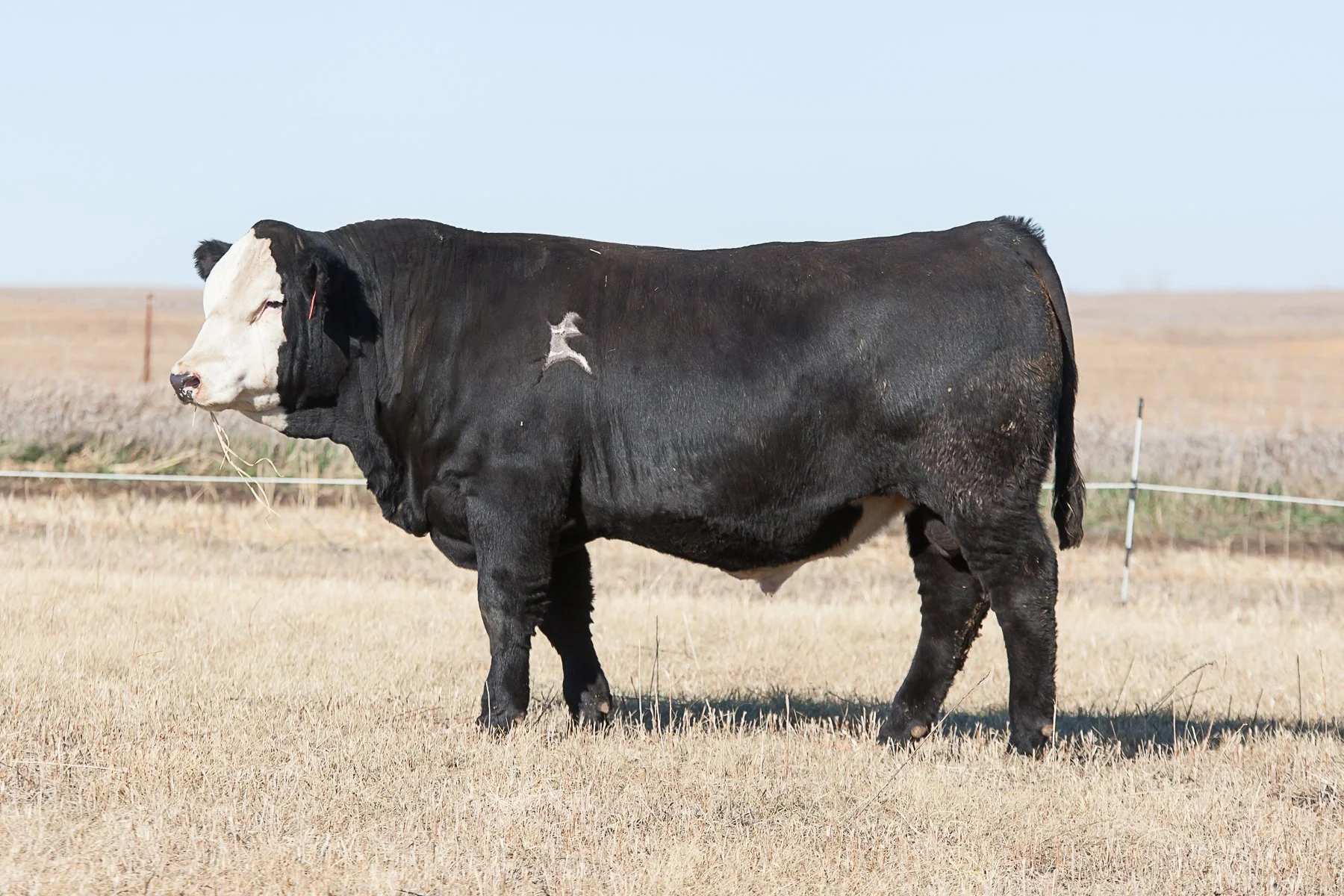 bulls — Hofmann Simmental Farms