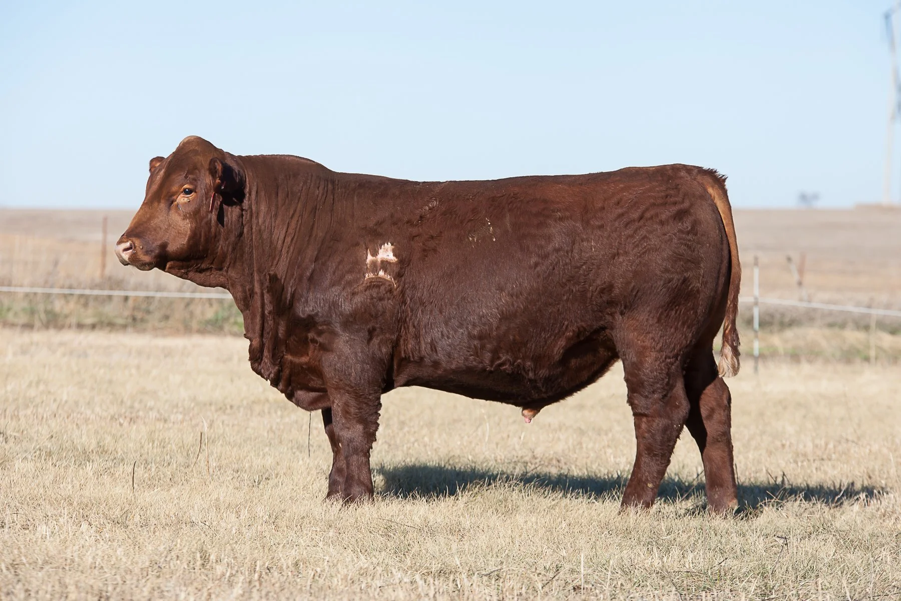 bulls — Hofmann Simmental Farms