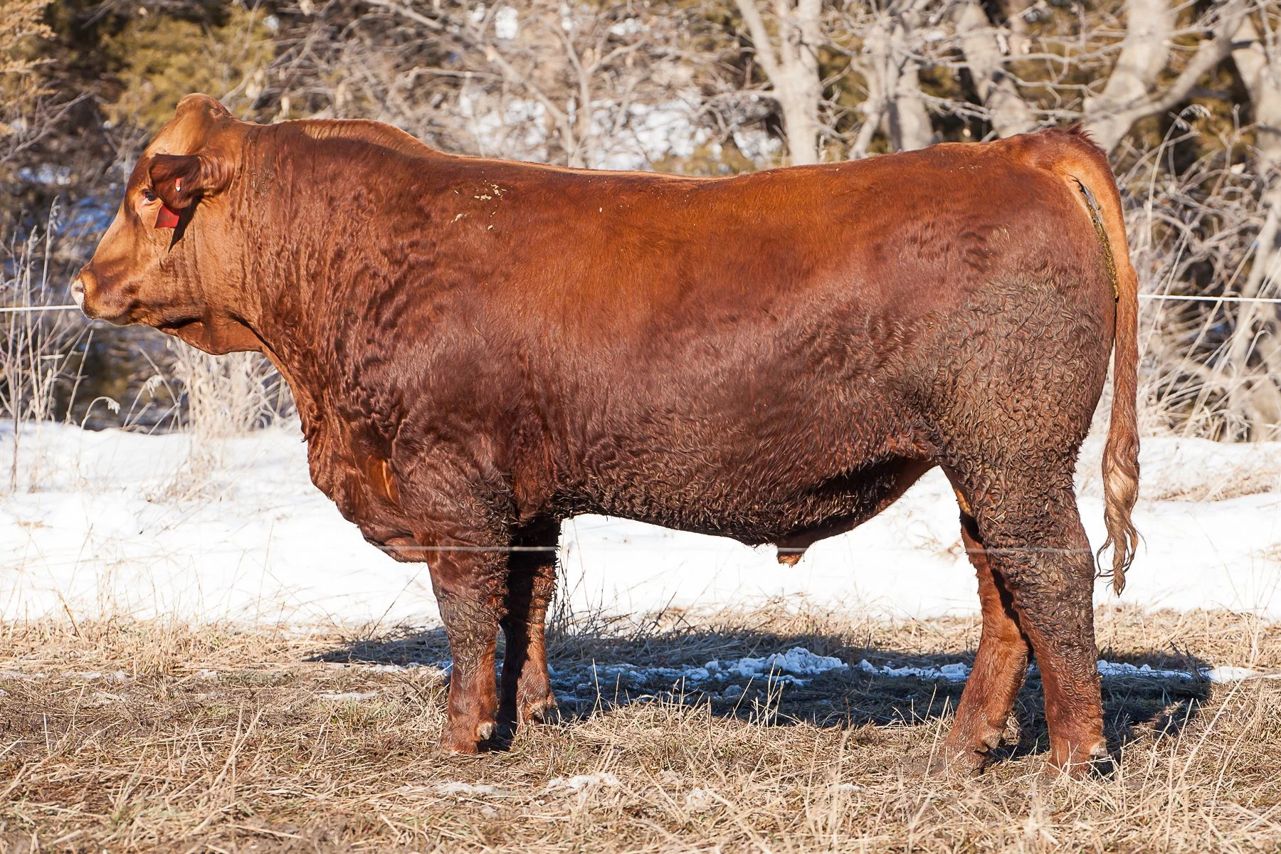 bulls — Hofmann Simmental Farms