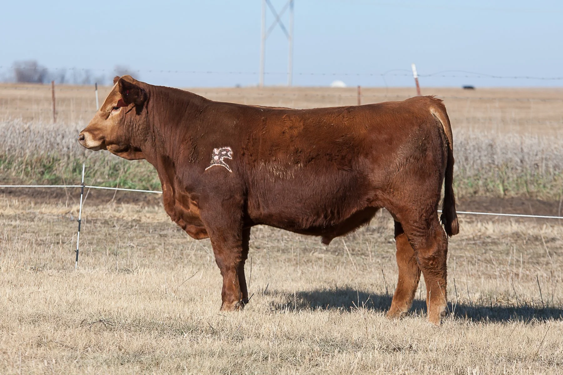 bulls — Hofmann Simmental Farms