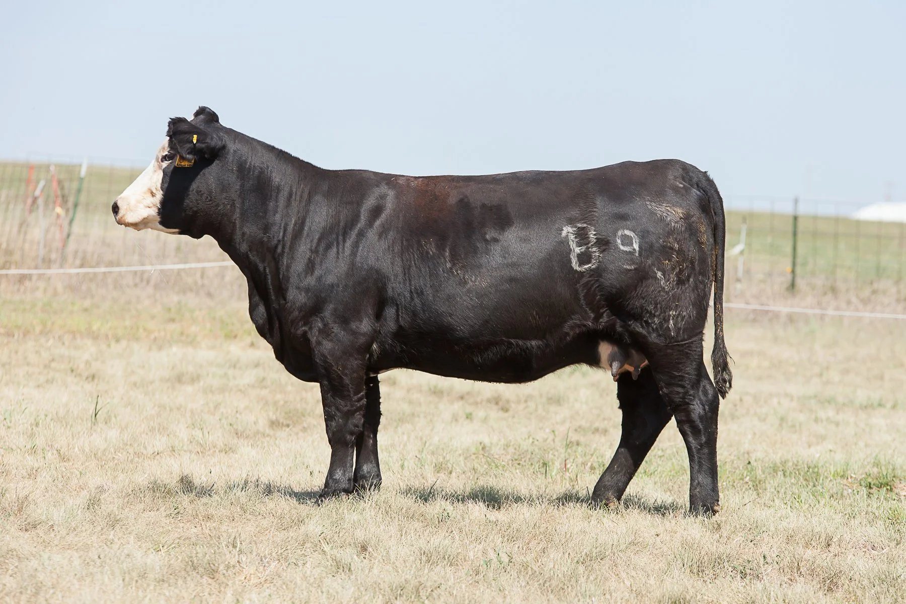 females — Hofmann Simmental Farms