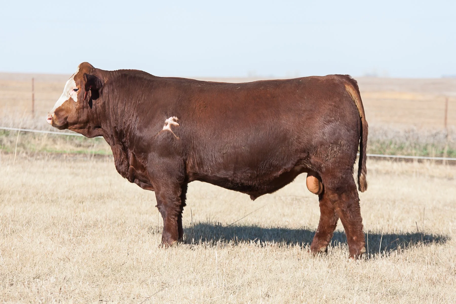 bulls — Hofmann Simmental Farms