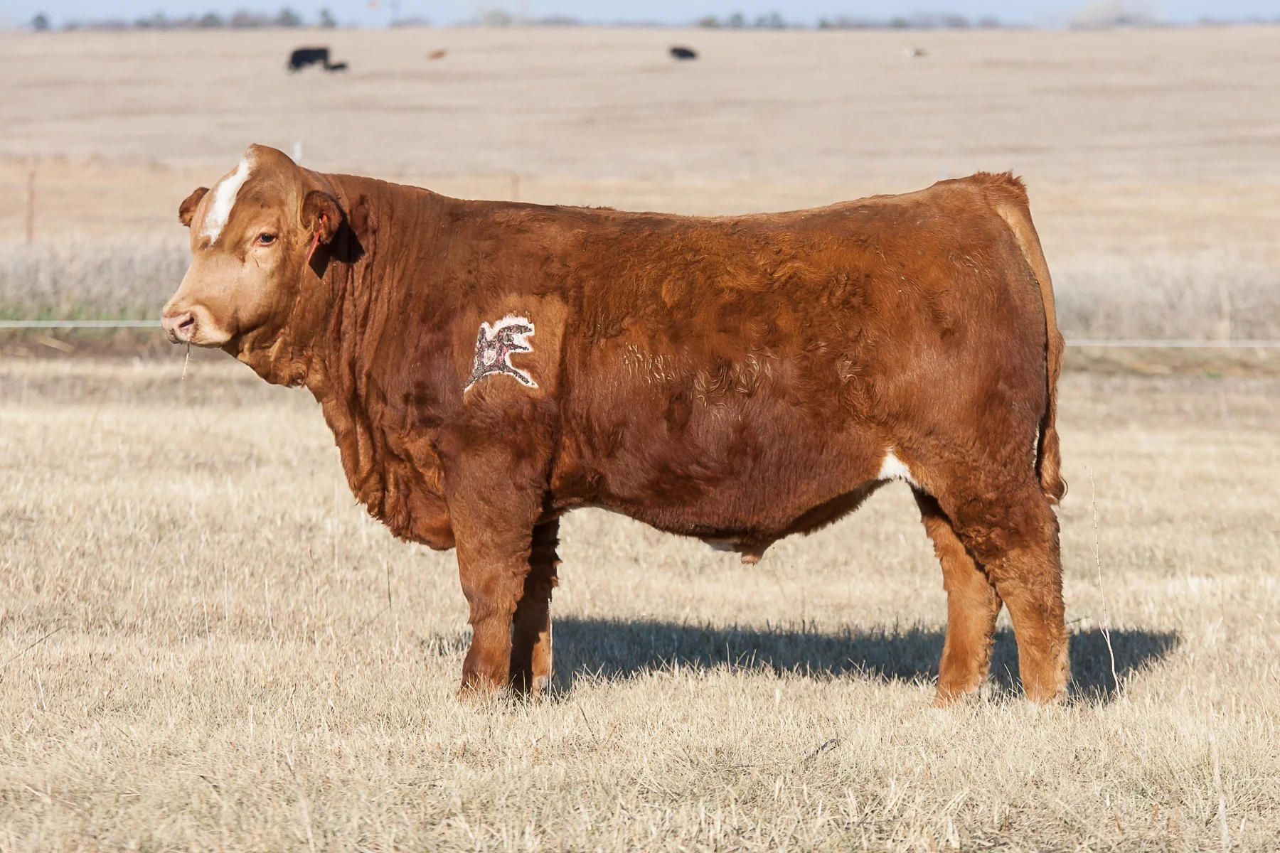 bulls — Hofmann Simmental Farms