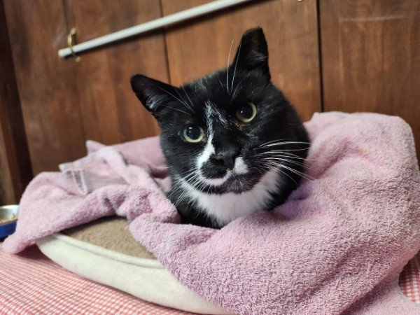 Summit animal rescue association