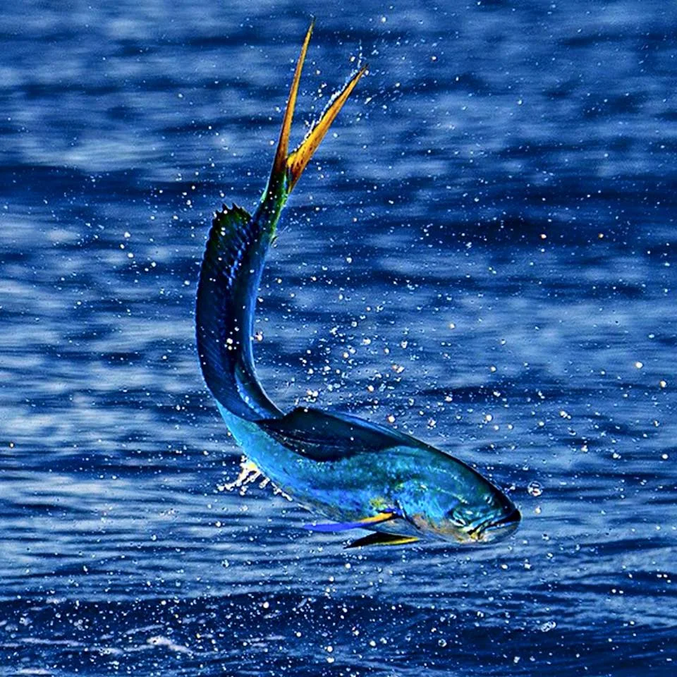Blue Mahi Mahi