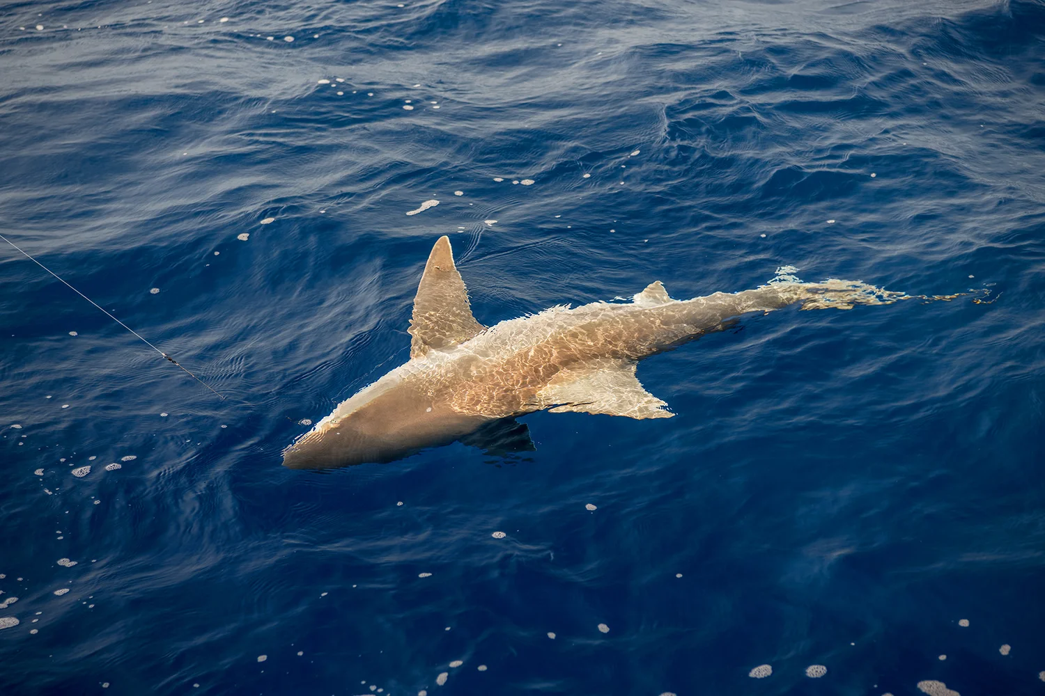 Sandbar Sharks