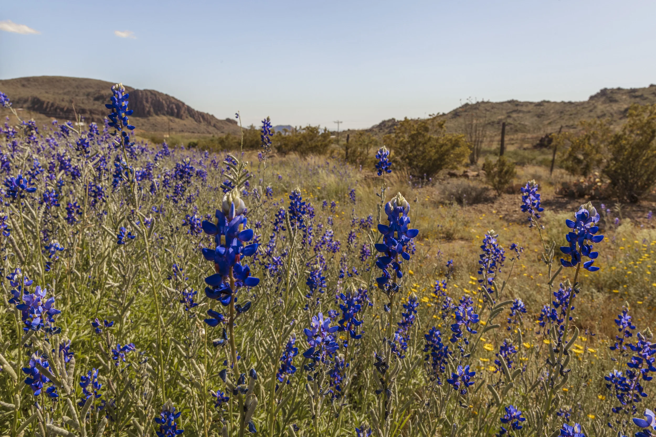 The Ten Best Spots in Texas to See Bluebonnets in 2016. — Jason ...