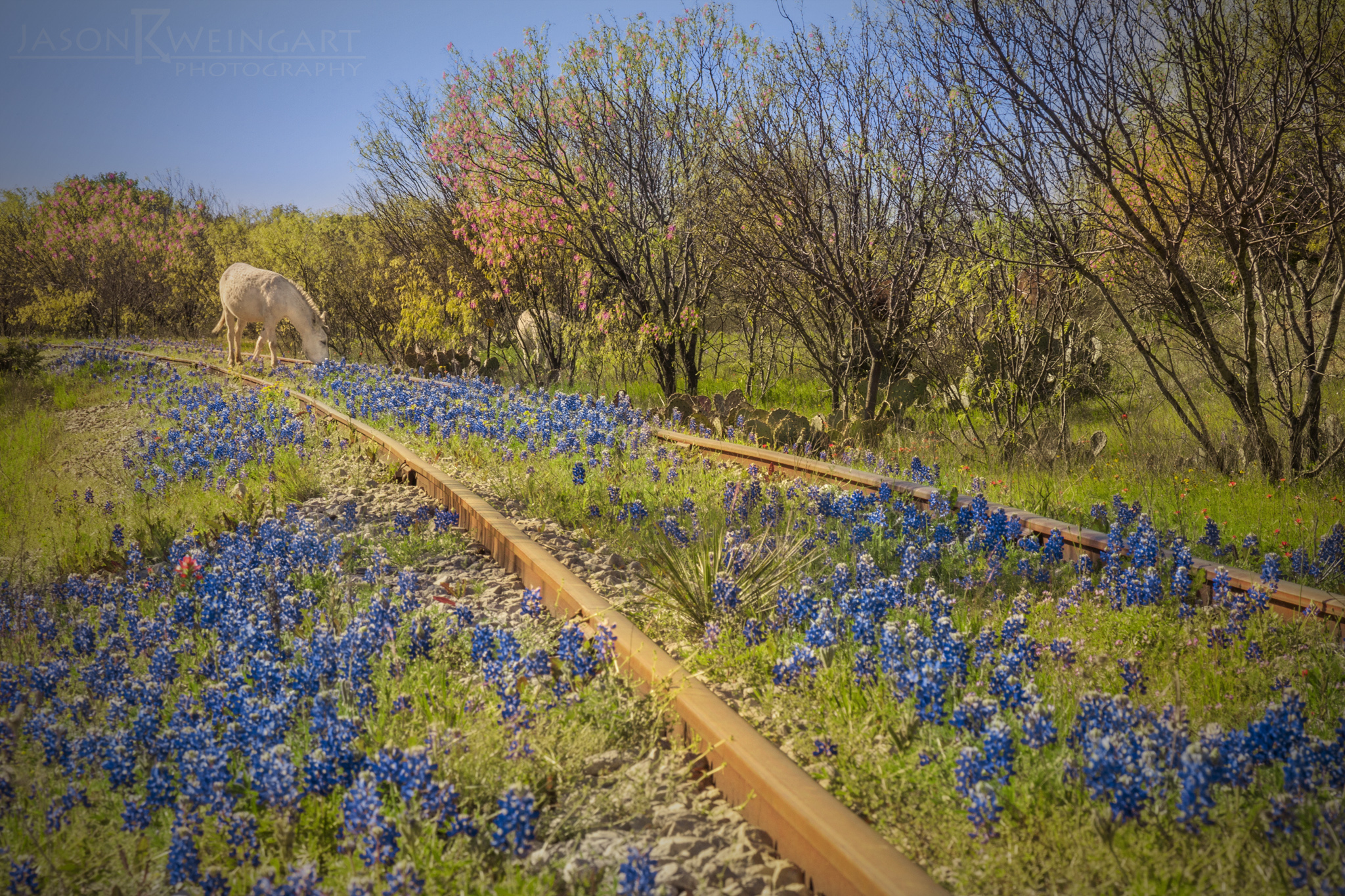 Twelve Tips for Taking Perfect Bluebonnet Pictures — Jason Weingart ...