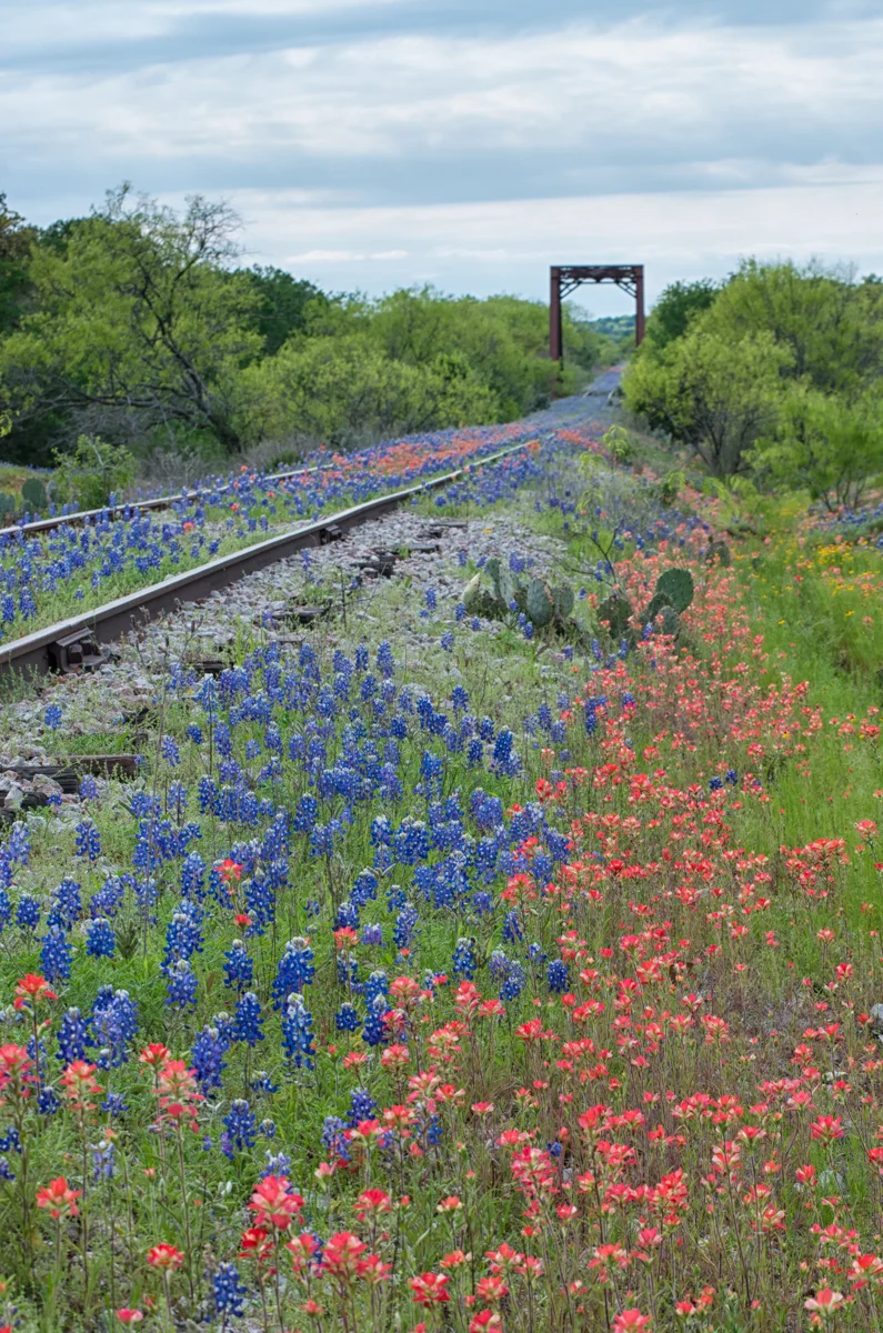 Texas Bluebonnet Workshop — Jason Weingart Photography