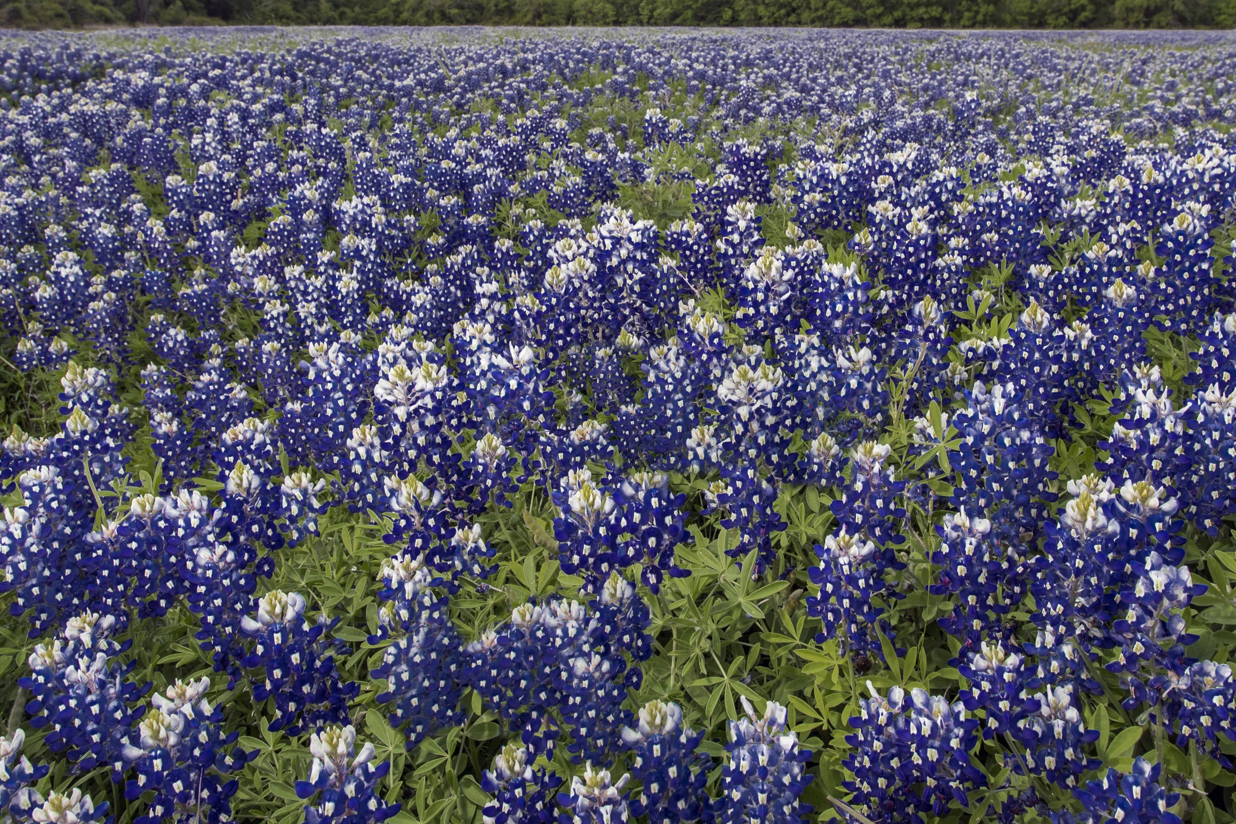 Where to See the Best Bluebonnets in 2017 — Jason Weingart Photography
