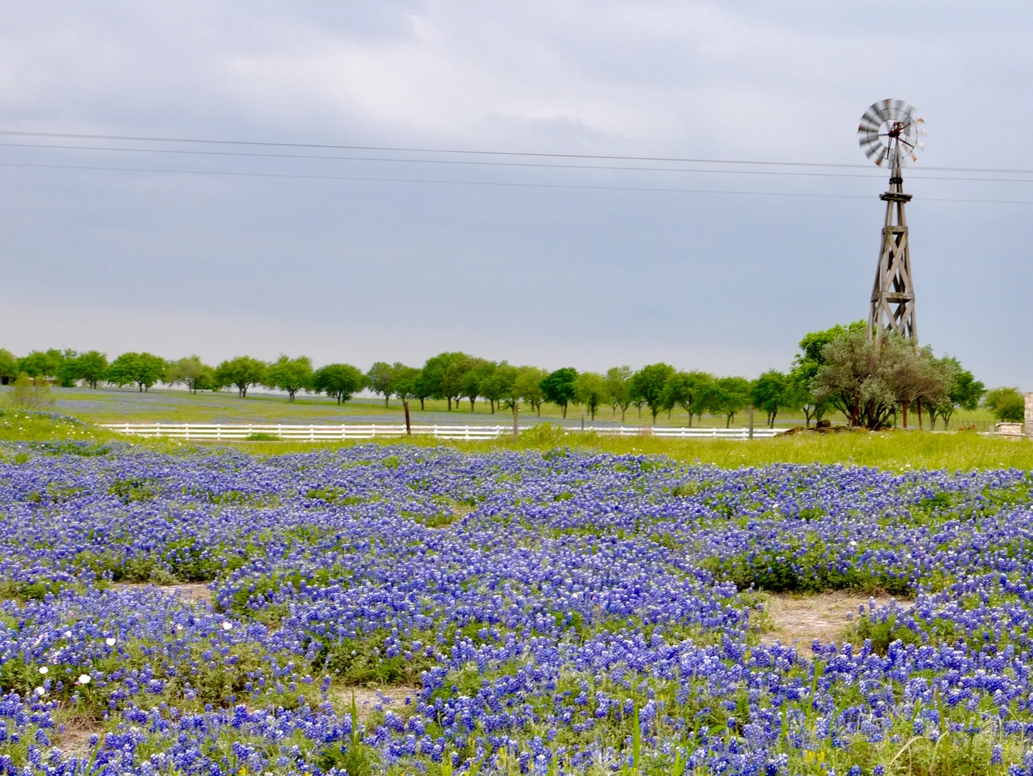 Texas Bluebonnet Workshop — Jason Weingart Photography