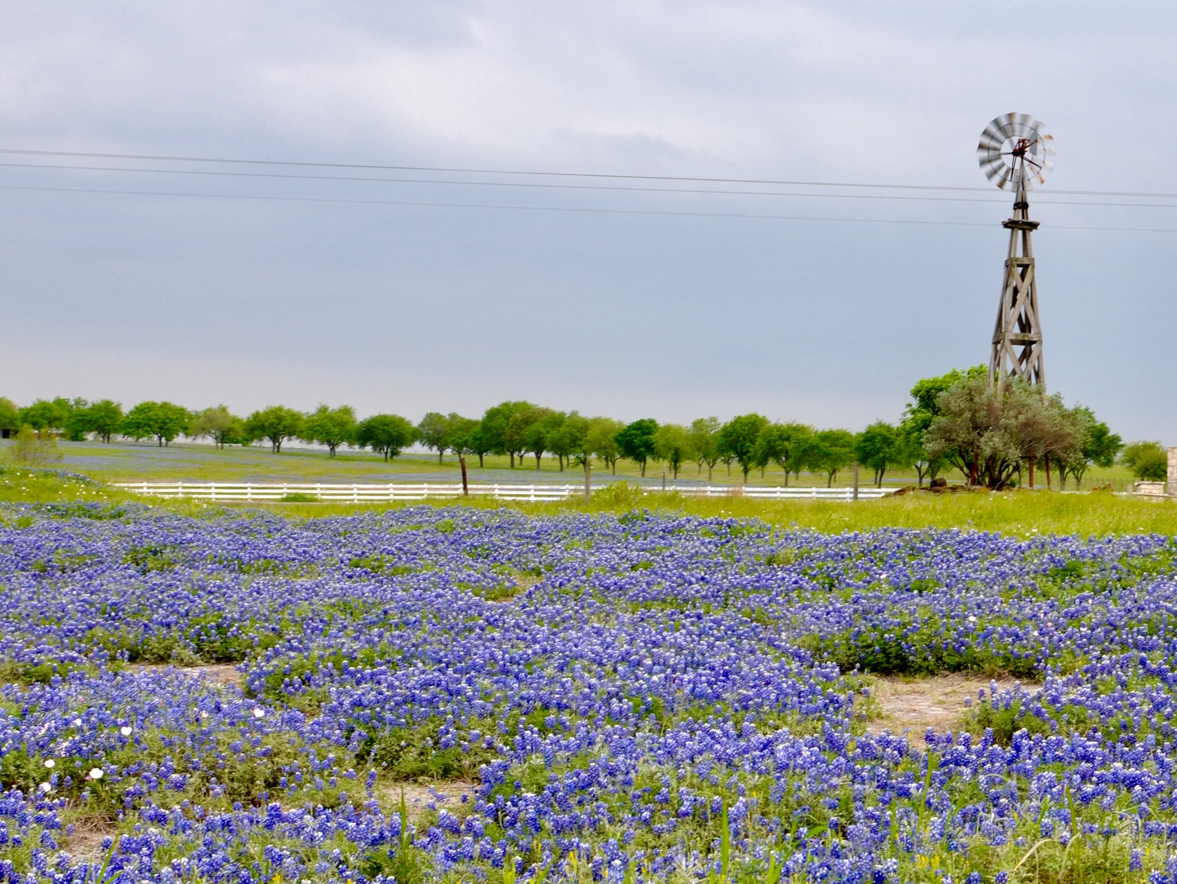 Texas Bluebonnet Workshop — Jason Weingart Photography