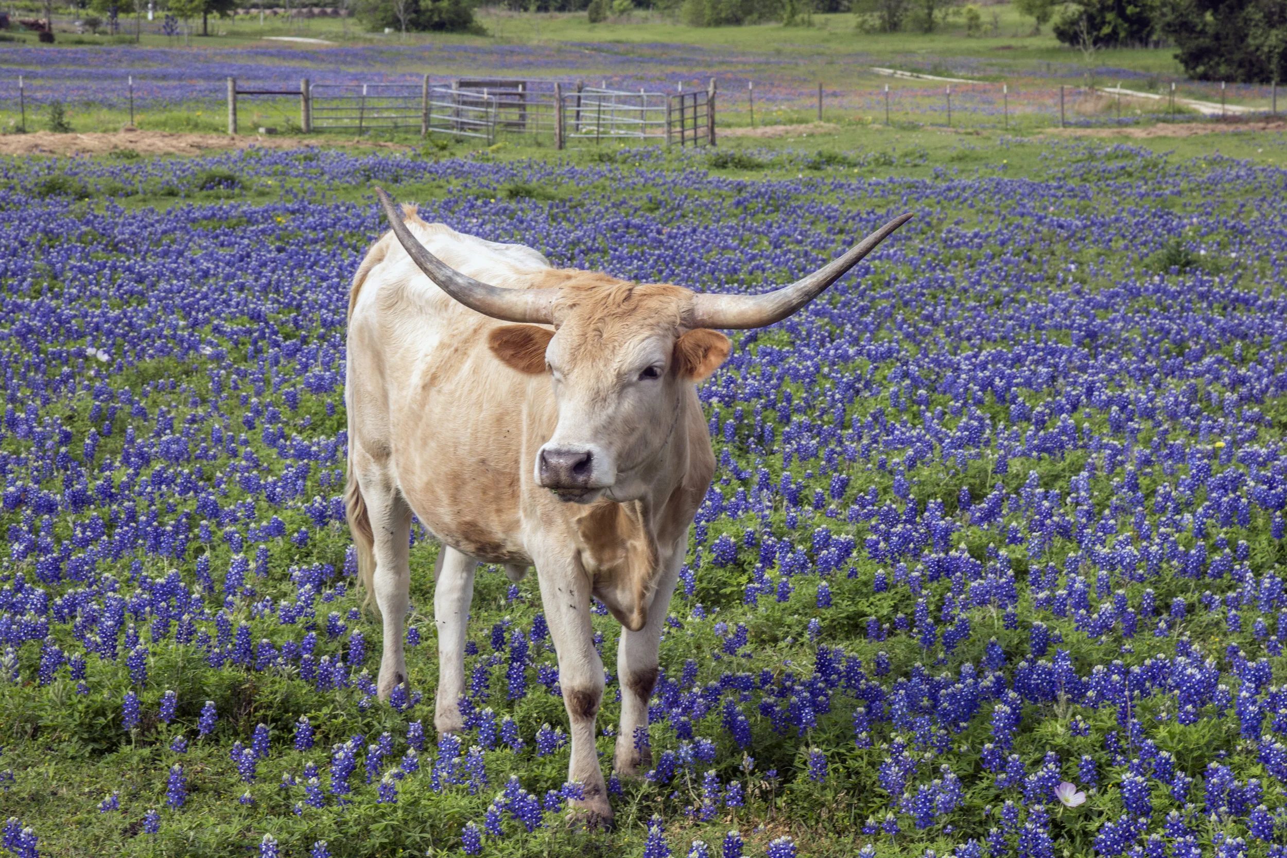 Where to Find the Best Bluebonnets in 2019 — Jason Weingart Photography