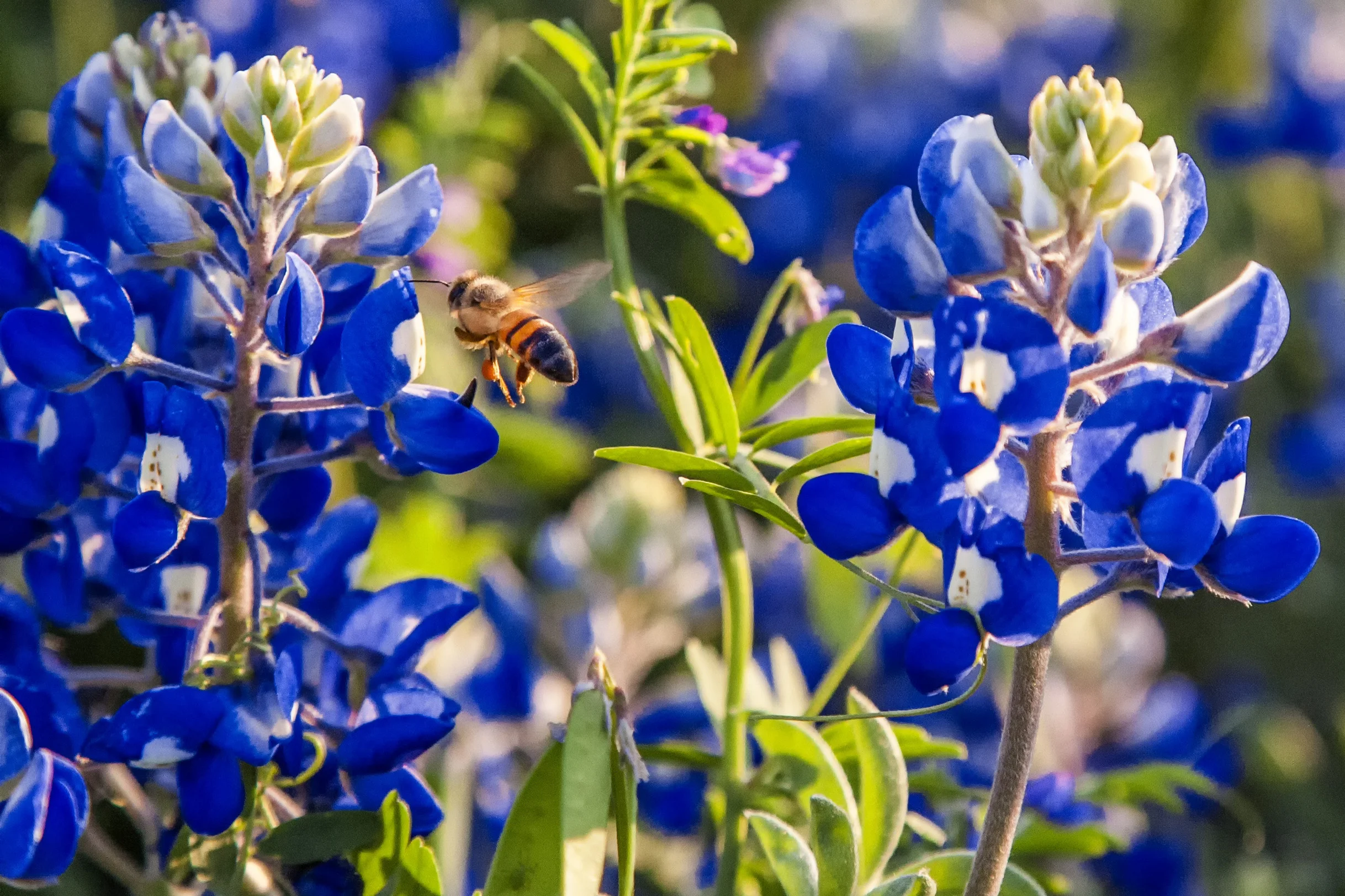 Where to Find the Best Bluebonnets in 2019 — Jason Weingart Photography