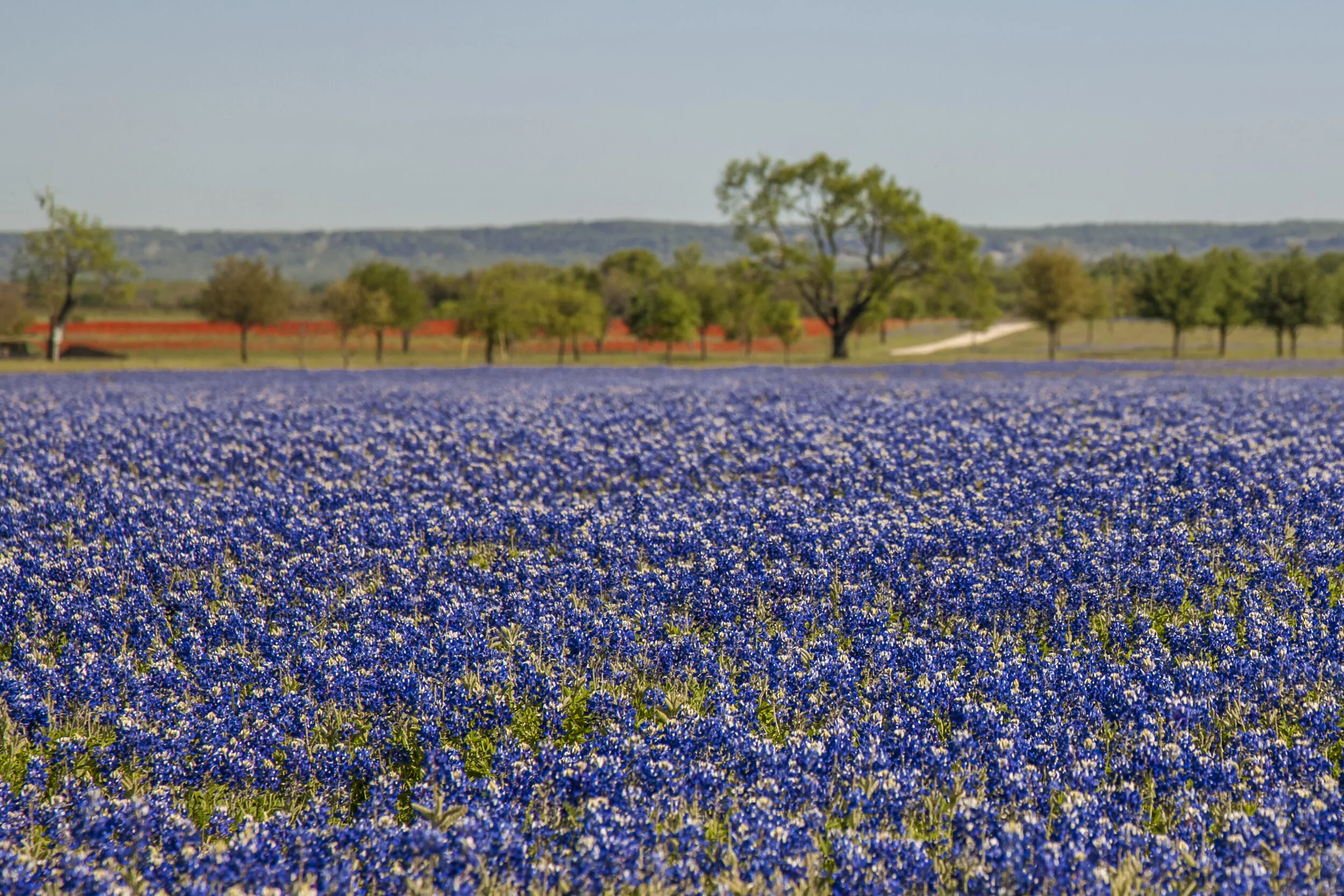 Where to Find the Best Bluebonnets in 2020 — Jason Weingart Photography