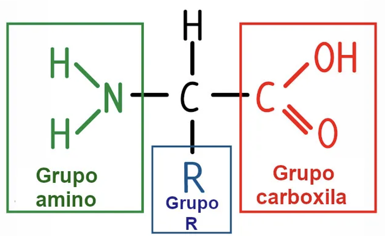 Funções dos aminoácidos — ANDREIA TORRES