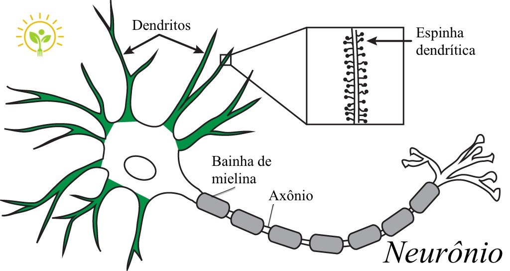 Desenvolvimento cerebral adequado — ANDREIA TORRES