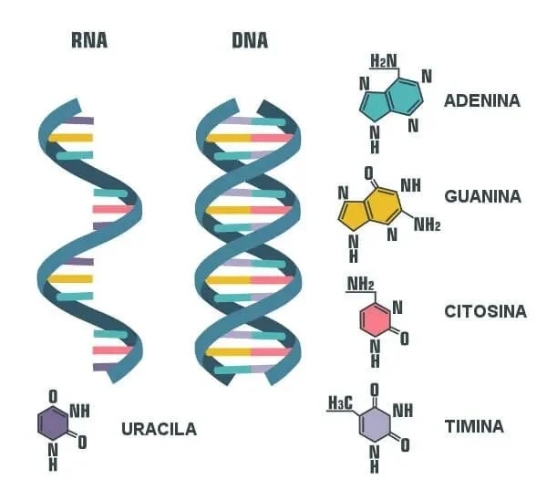 DNA: a molécula da vida — ANDREIA TORRES