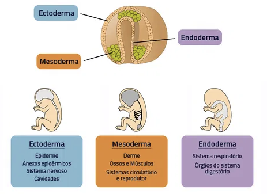 Mutações pré e pós gastrulação e alterações do neurodesenvolvimento ...