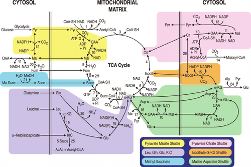 Definição de anaplerose mitocondrial — ANDREIA TORRES