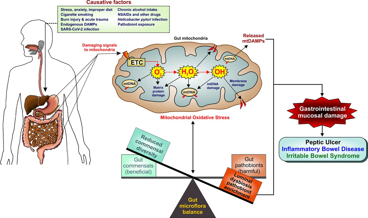 Disfunção mitocondrial e problemas gastrointestinais no autismo ... Disfunção mitocondrial e problemas gastrointestinais no autismo ...