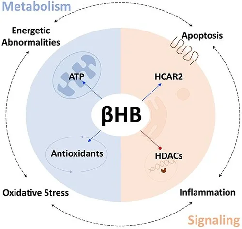 Benefícios do BHB para pacientes com doença de Parkinson — ANDREIA TORRES
