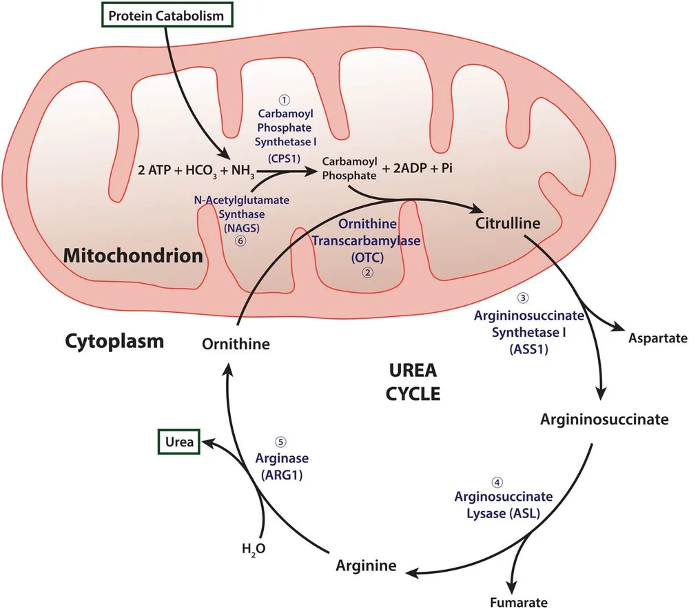 Doenças do ciclo da ureia — ANDREIA TORRES