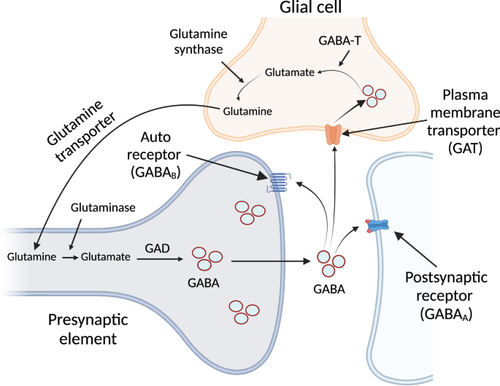O Papel do GABA na Saúde Mental: O Impacto da Microbiota Intestinal e a ...