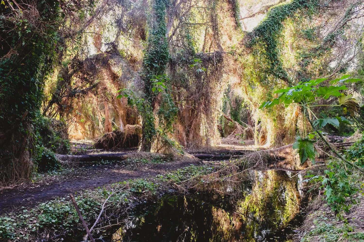 Perth's Secret Garden - Careniup Wetlands — hello