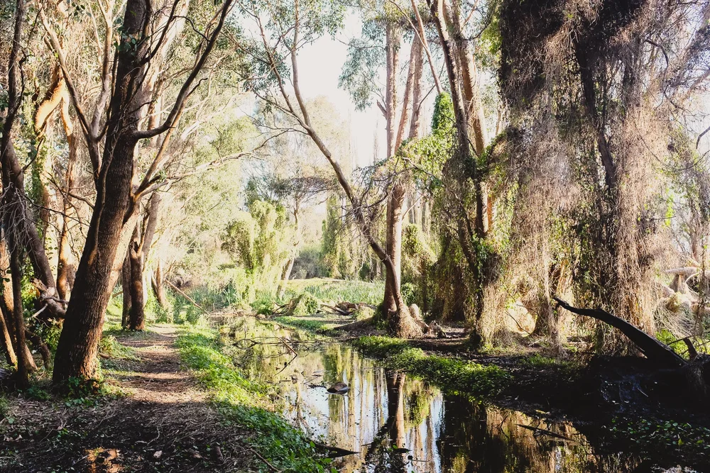 Perth's Secret Garden - Careniup Wetlands — hello