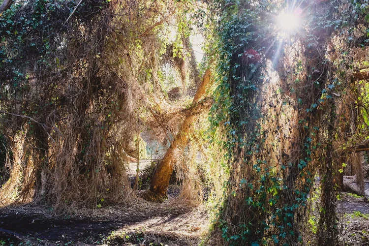 Perth's Secret Garden - Careniup Wetlands — hello