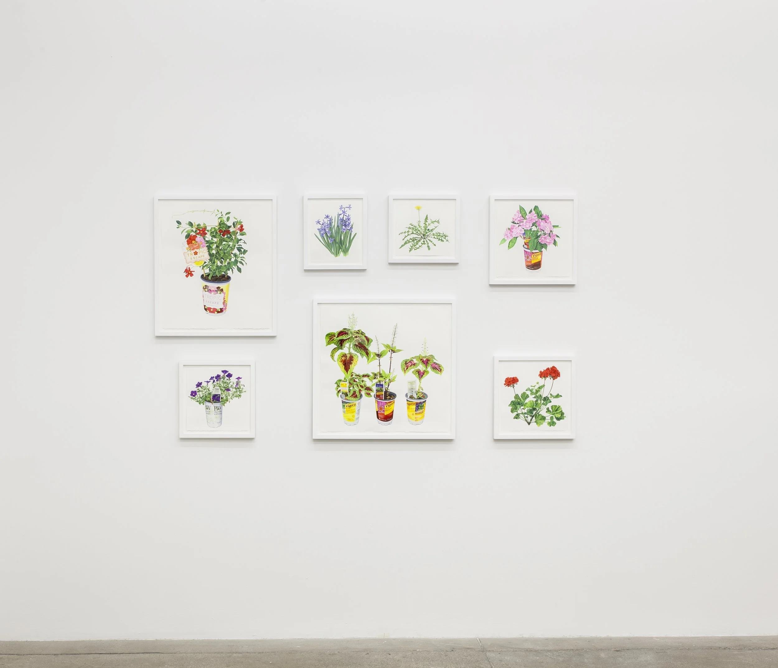 Plants 2013 - present — Jessica Rohrer