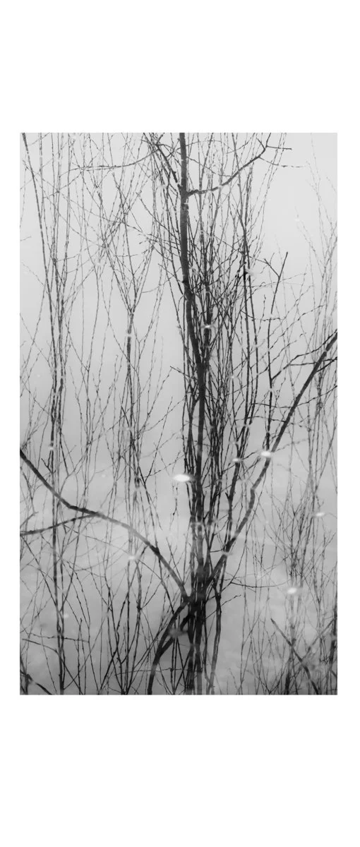 A Quiet Beauty – Lee Backer Photography