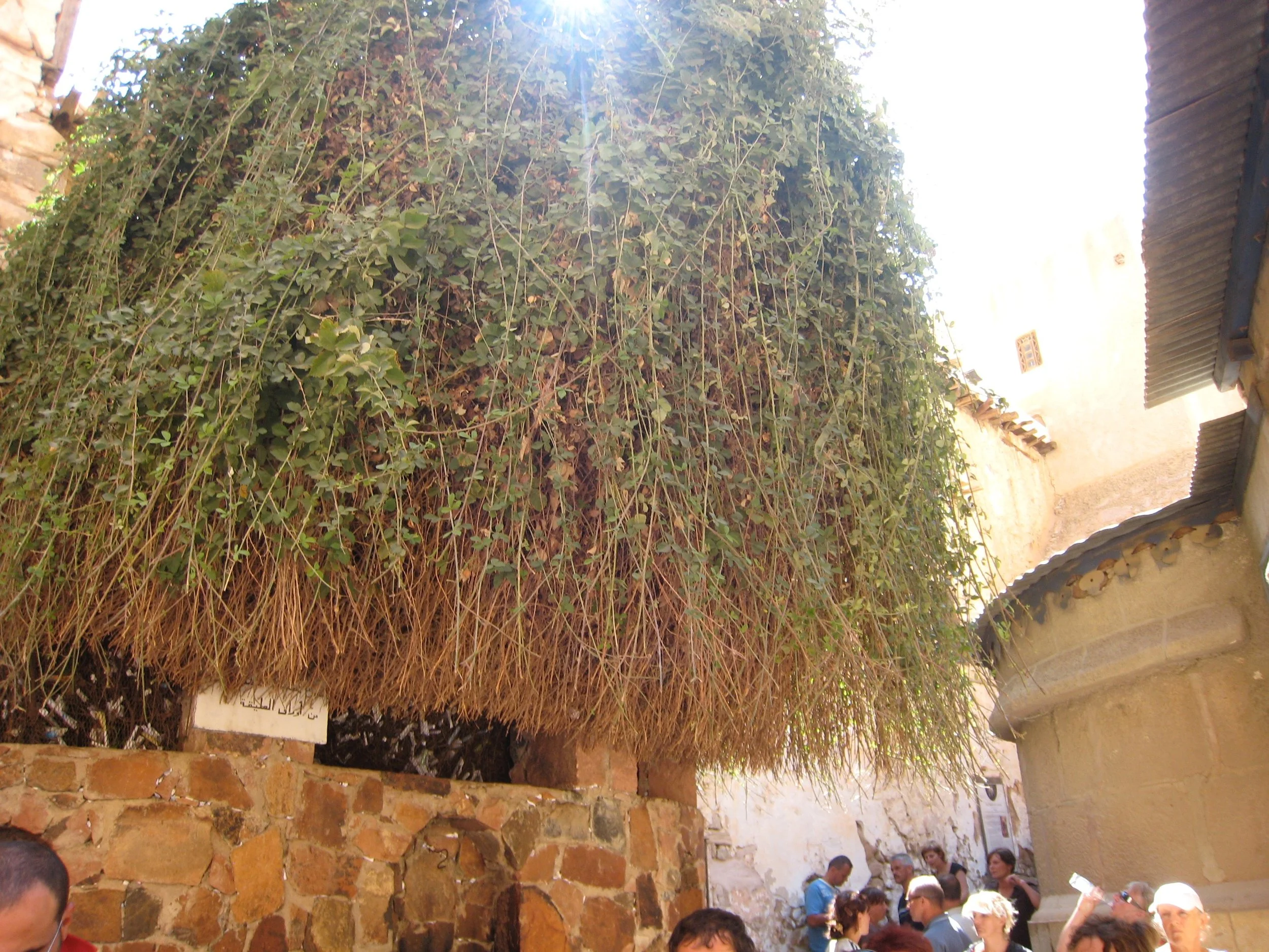 IS THE BURNING BUSH STILL BURNING? — Friends of Mount Sinai Monastery