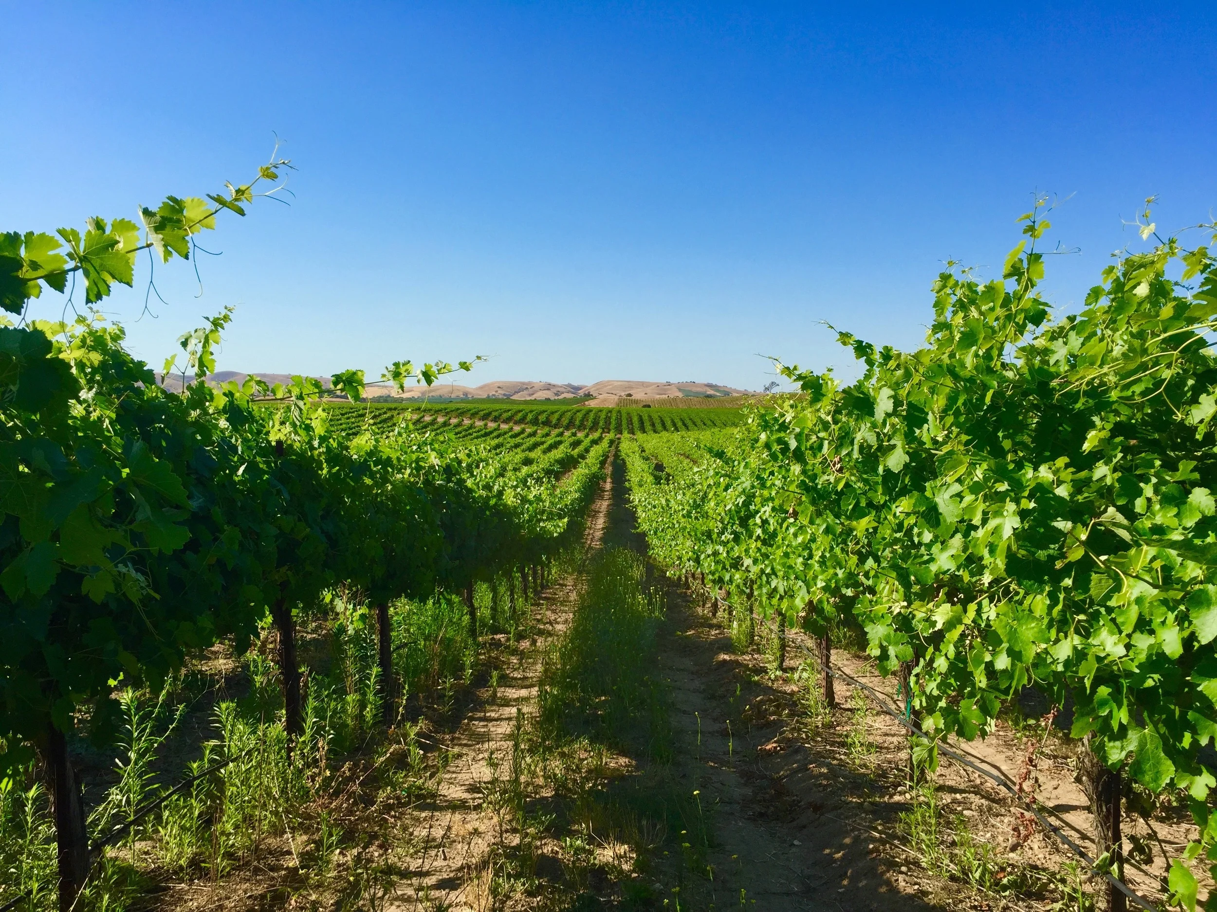 Four Sisters Ranch Vineyards & Winery