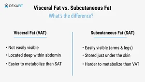 Visceral Fat: Definition, Health Risks, & How to Reduce It | DexaFit
