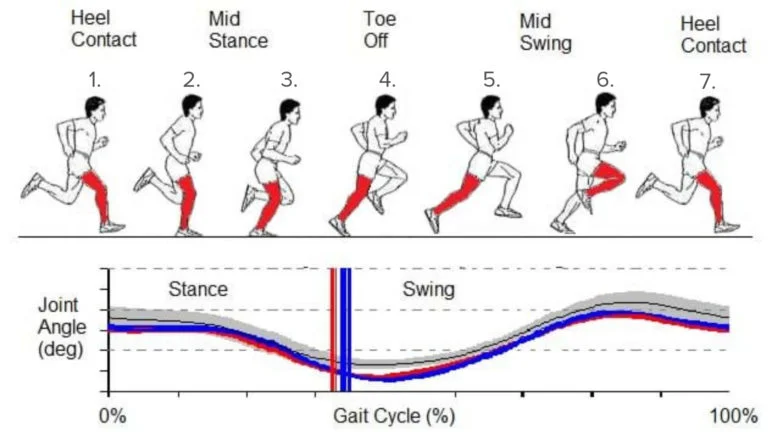 Hamstring Injury Recovery - Anatomy and Runners Risks — Revive Sport ...