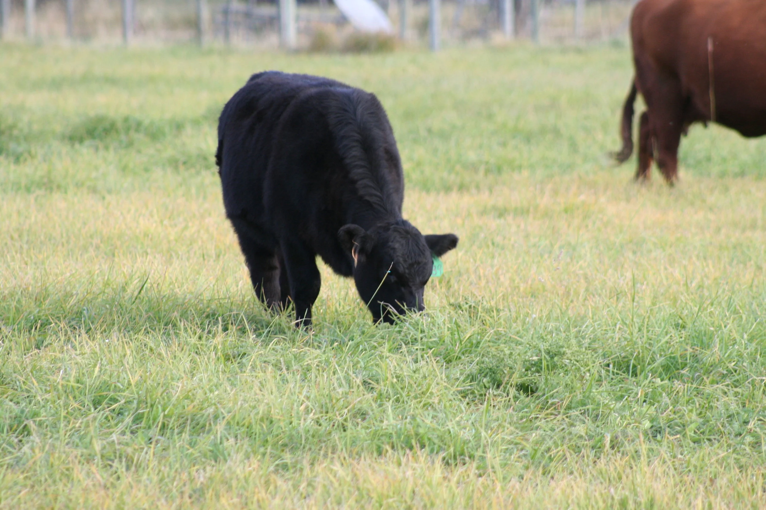 Grass Fed Beef — Living River Farms, LLC