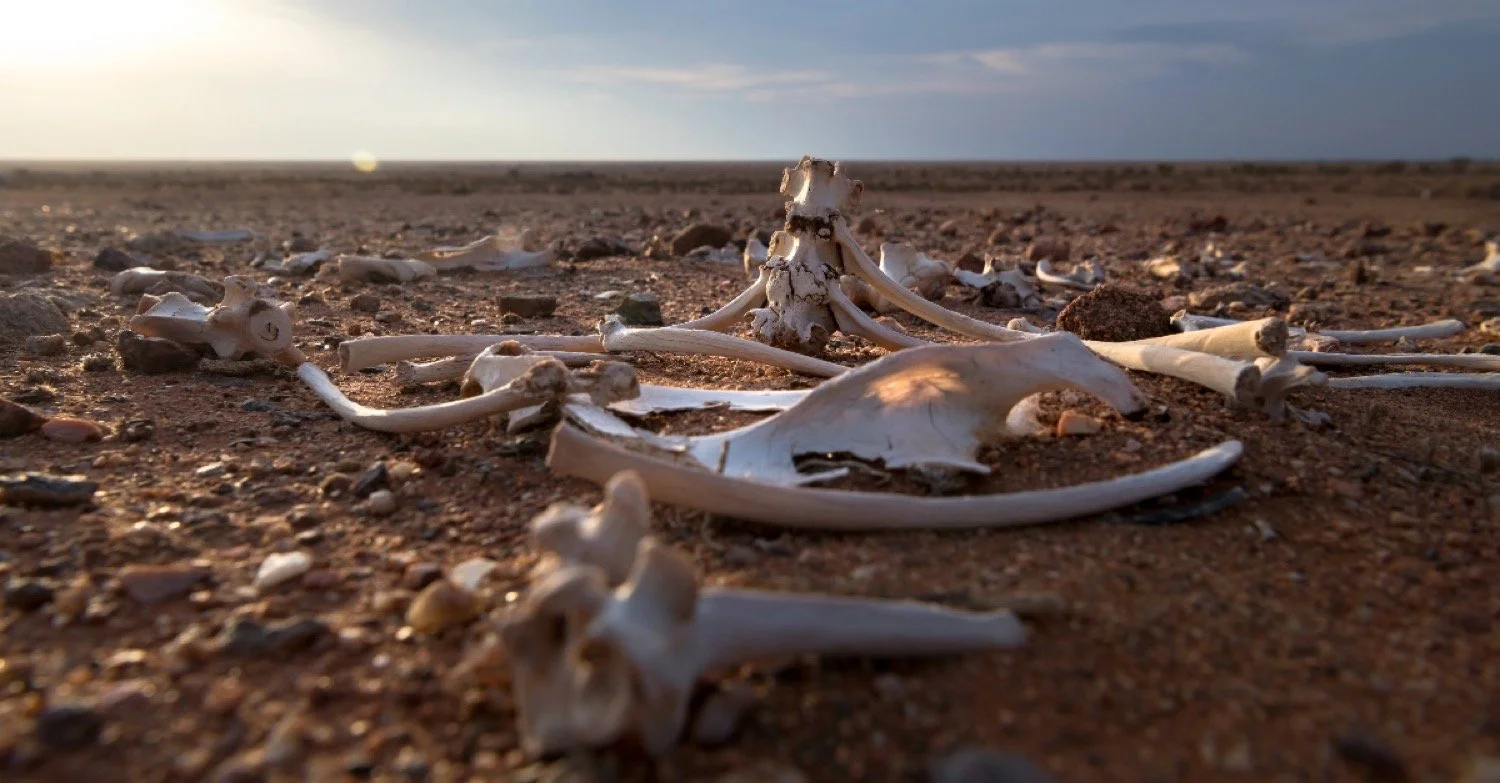 Can Dry Bones Live Again The Intersection Can Dry Bones Live Again The Intersection