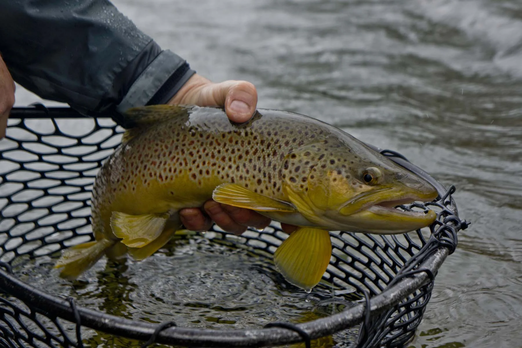 Fishing Report: South Holston River — Asheville Fly Fishing Company ...