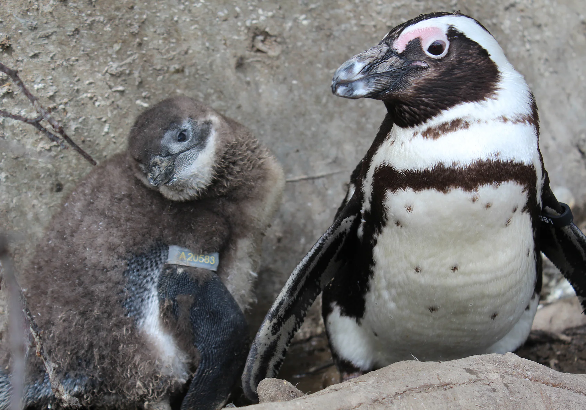 CGP Grey the Penguin — Brady Haran