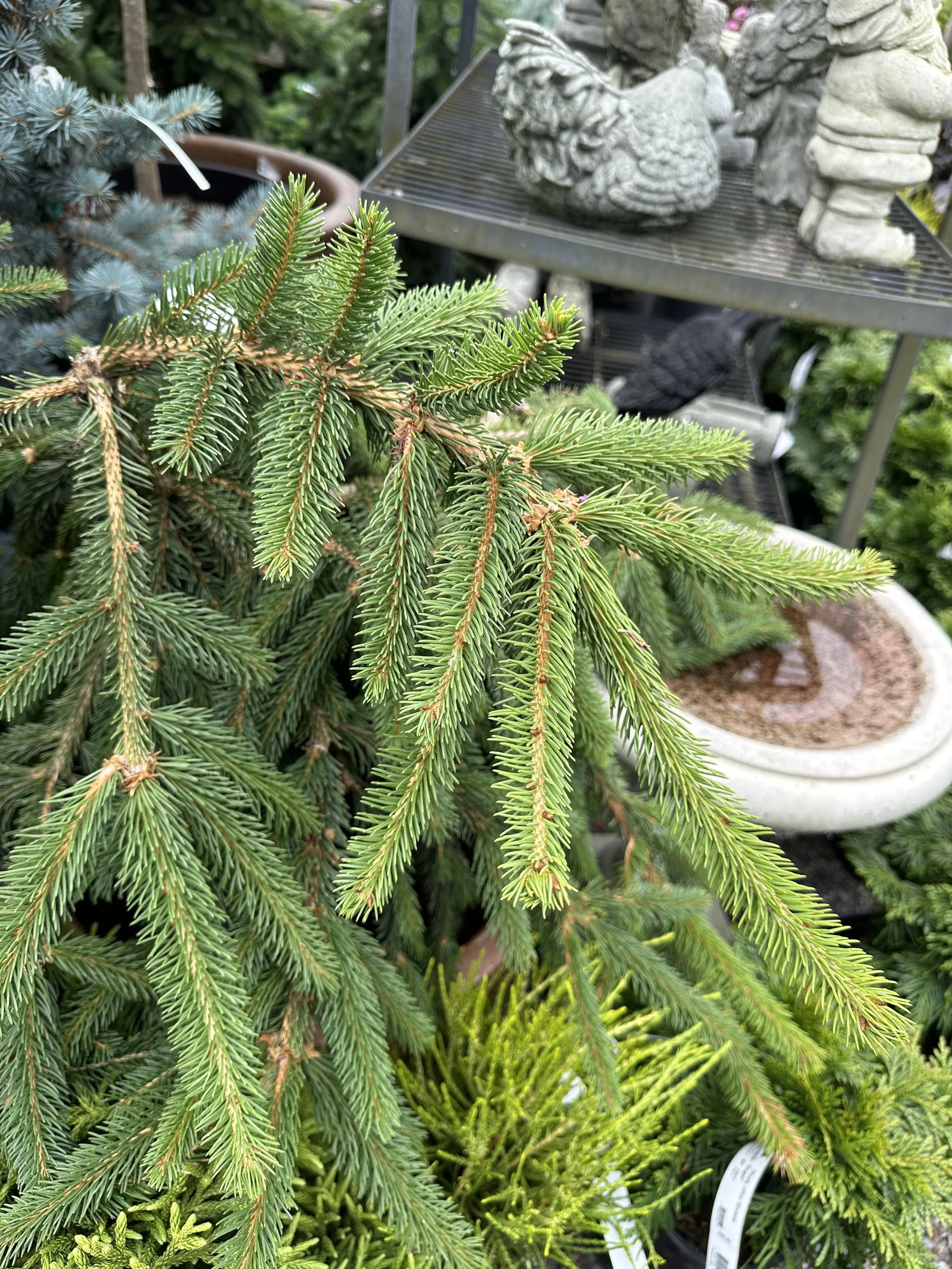 Picea — Sunnyside Nursery