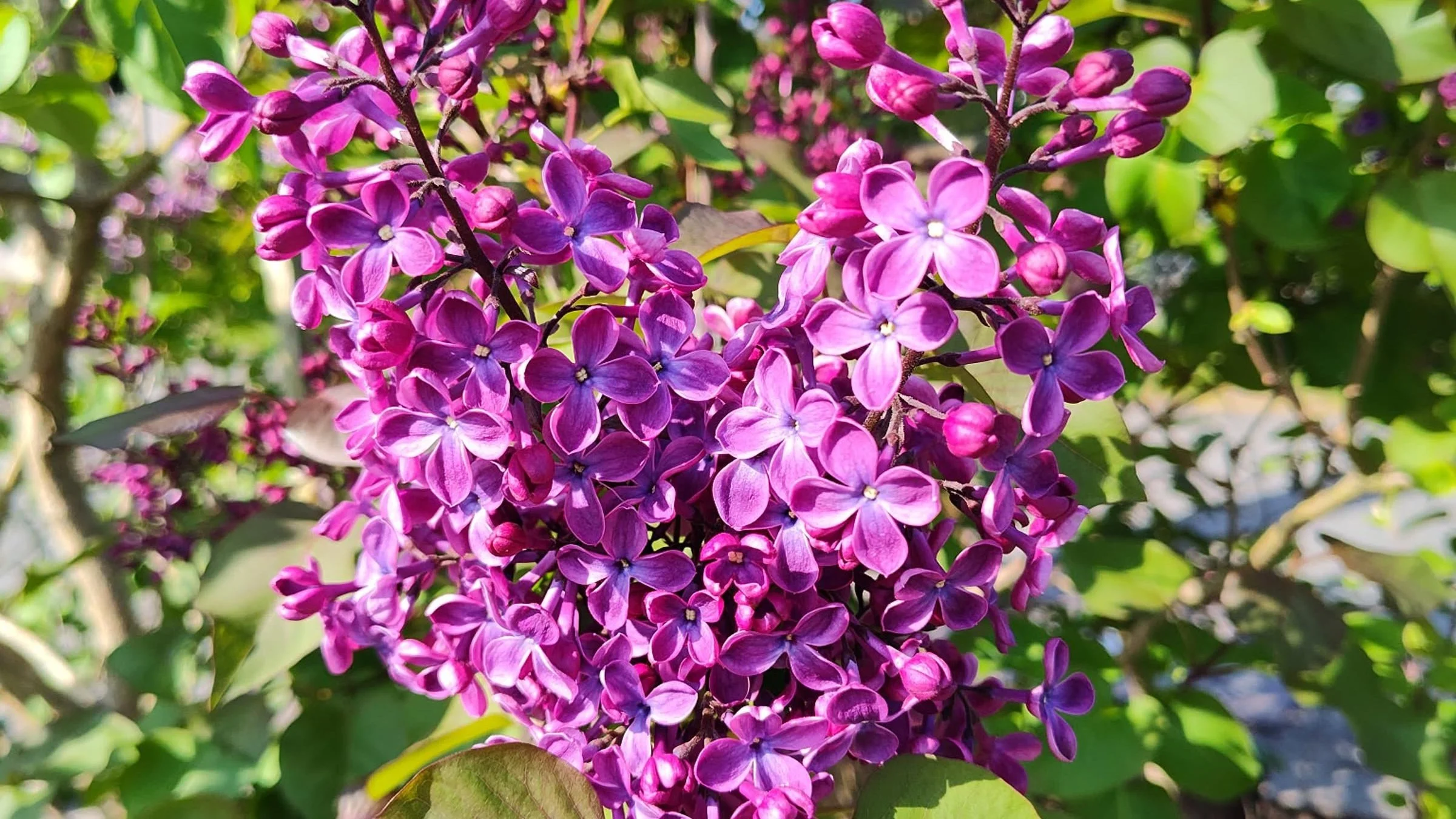 The Nostalgia of Lilacs — Sunnyside Nursery