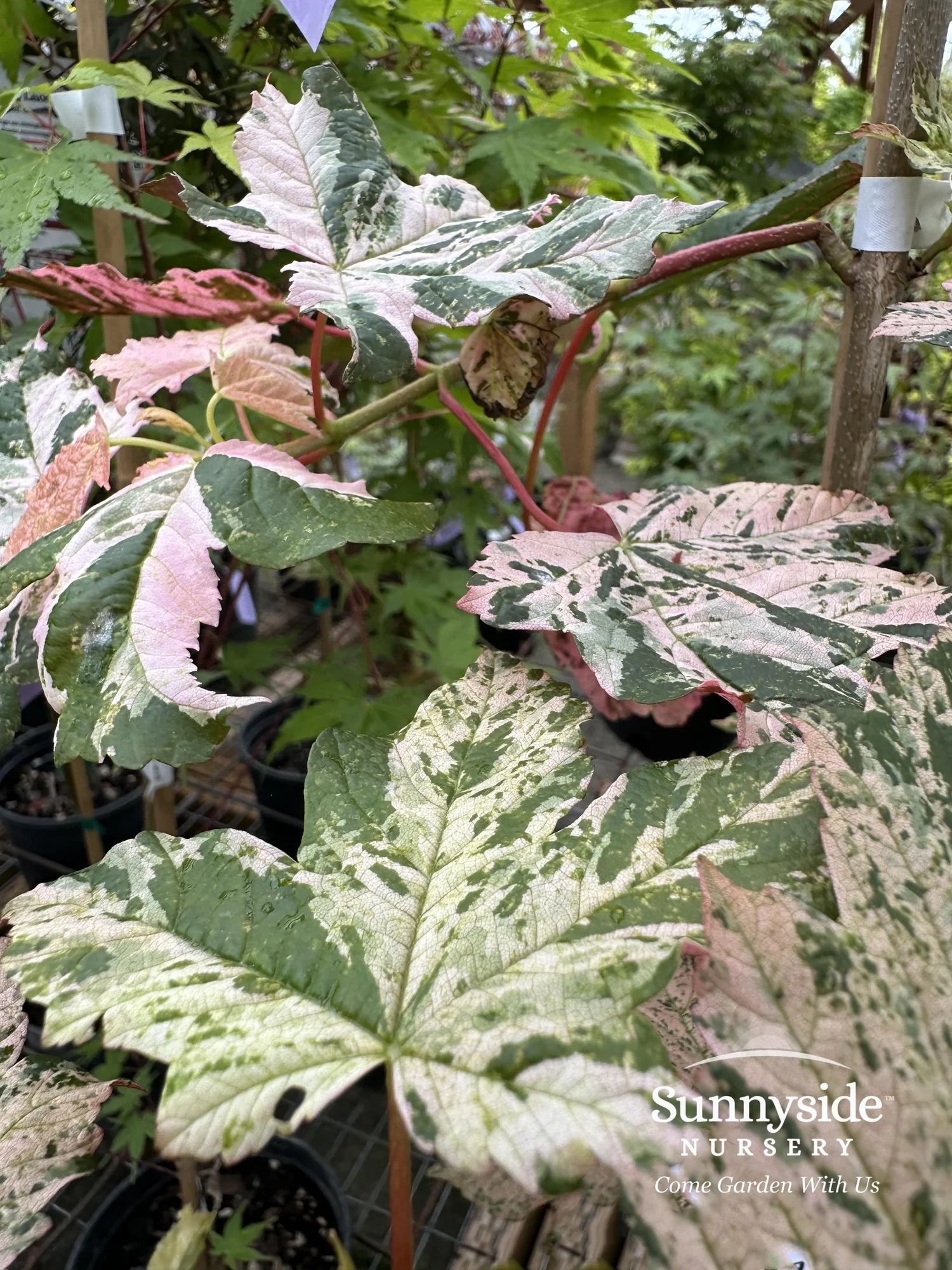 Specialty Japanese Maples — Sunnyside Nursery