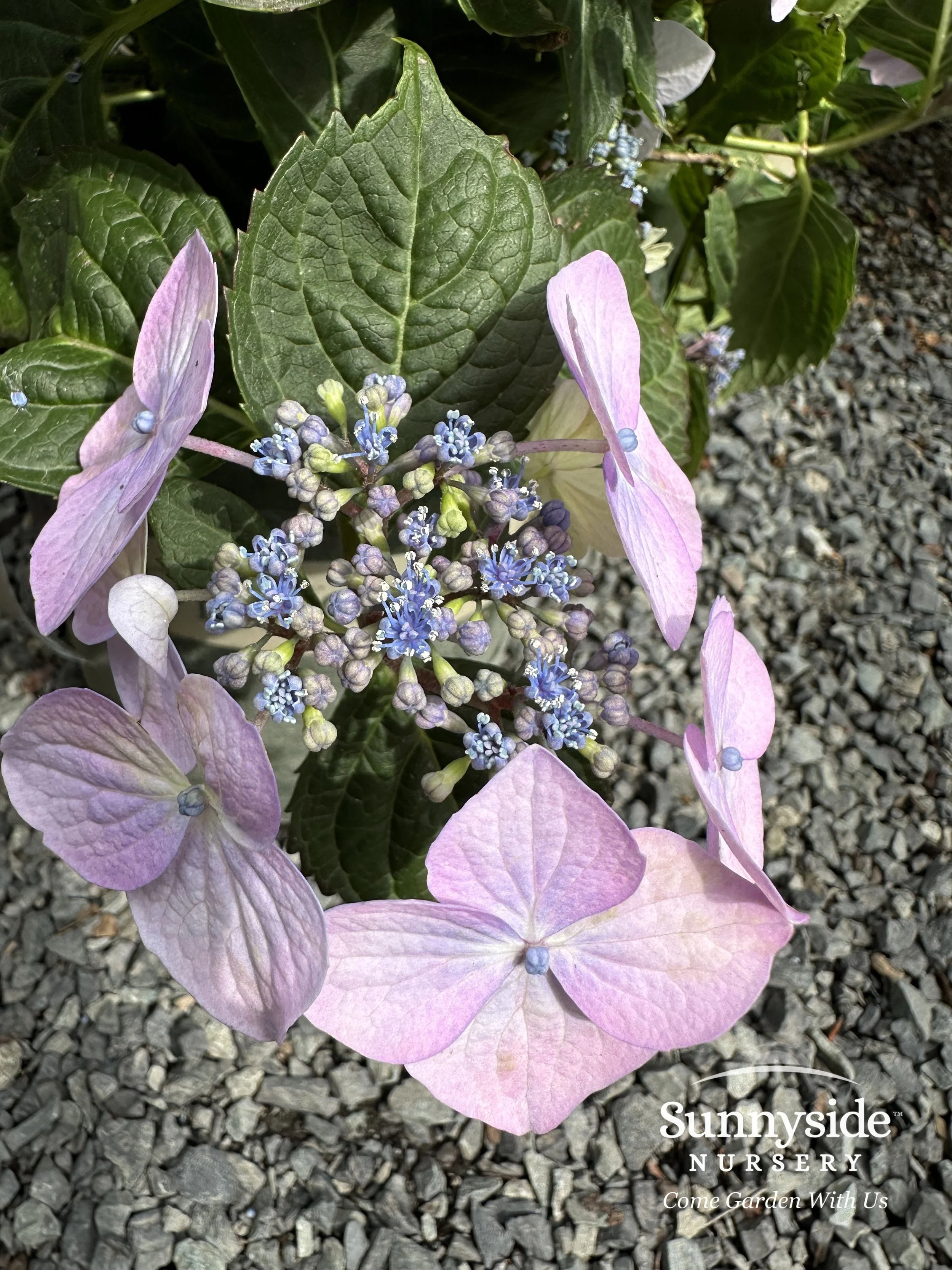 Seaside Serenade Hydrangeas — Sunnyside Nursery